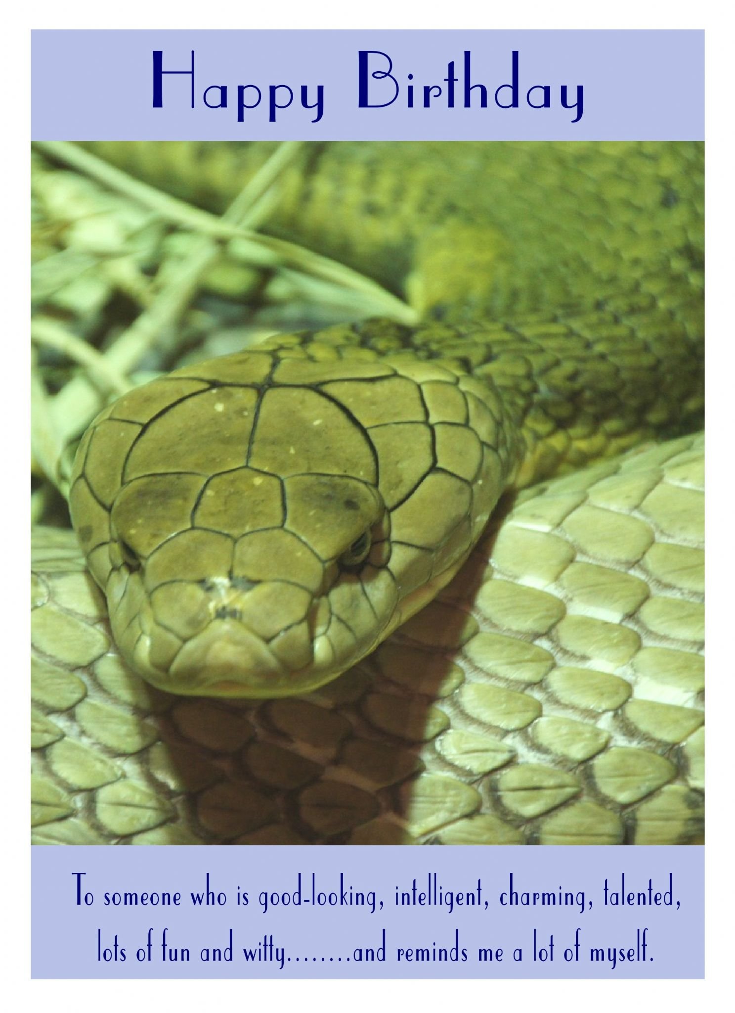 Snake Birthday Card : Amazon.co.uk: Stationery & Office Supplies