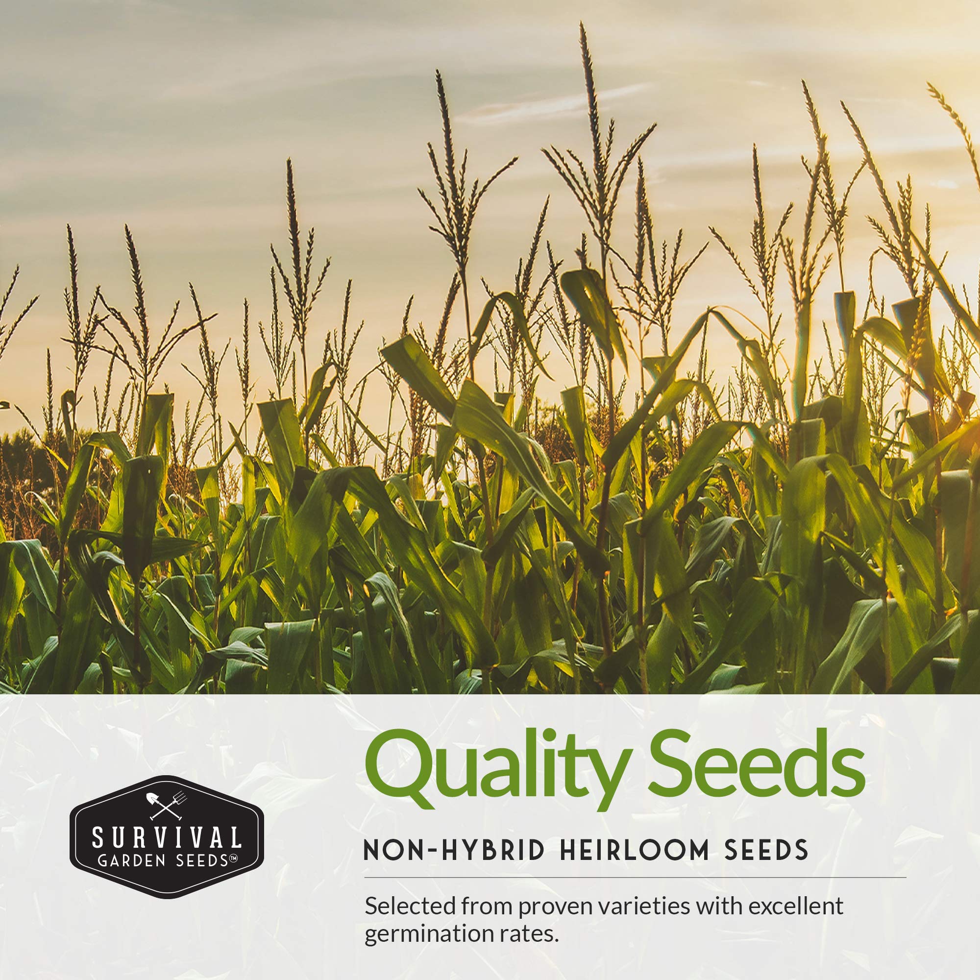 Non Hybrid Field Corn Seeds