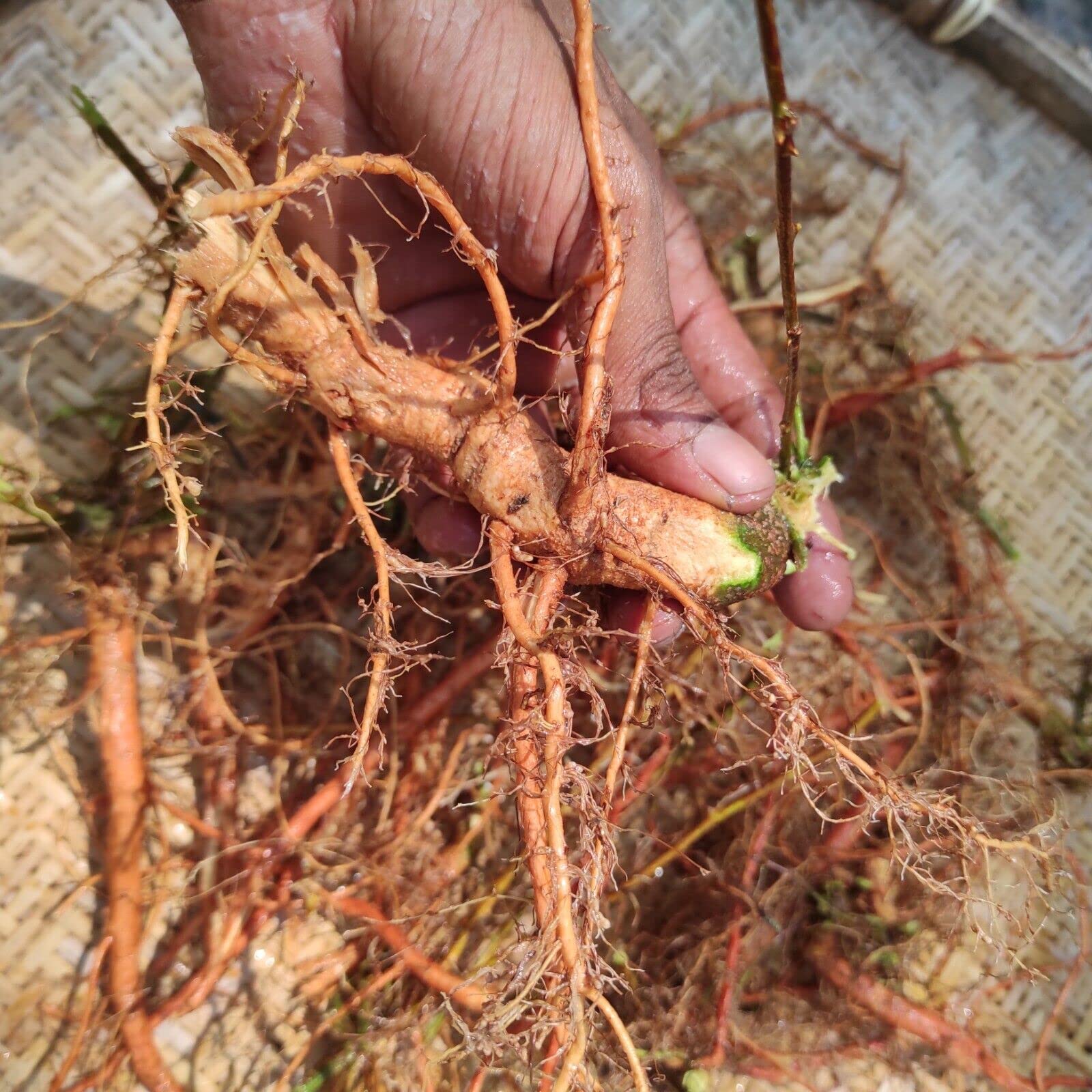 Mimosa Pudica Dried Root plant : Amazon.in: Garden & Outdoors