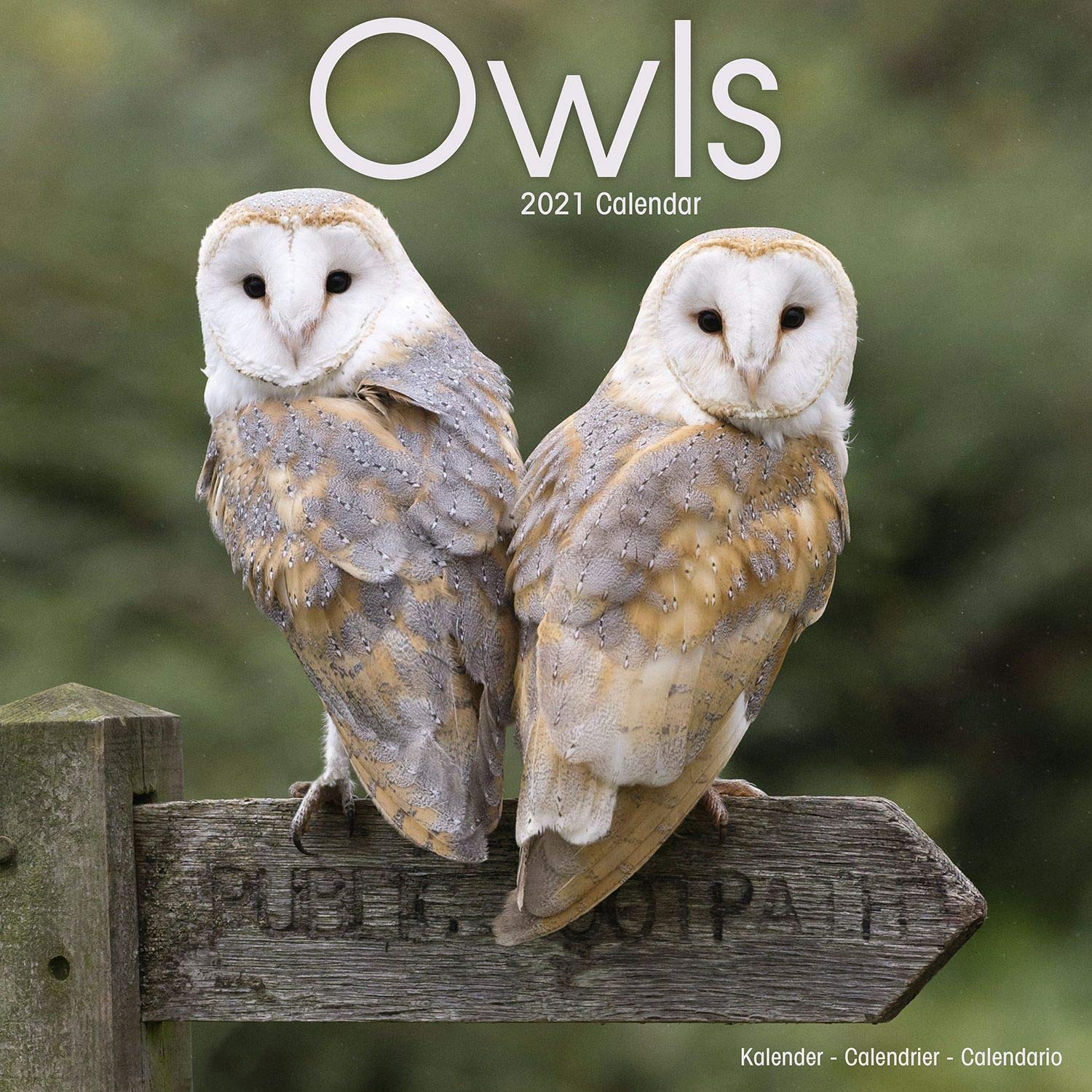 Owl Calendar - Cute Animal Calendar - Calendars 2020 - 2021 Wall ...