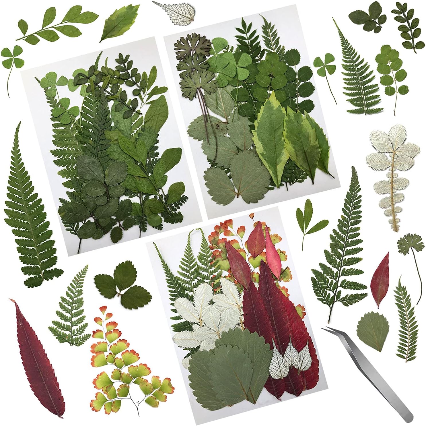 Amazon.com: ALJ Dried Ferns Leaves, 42PCS Natural Red Pressed Ferns ...