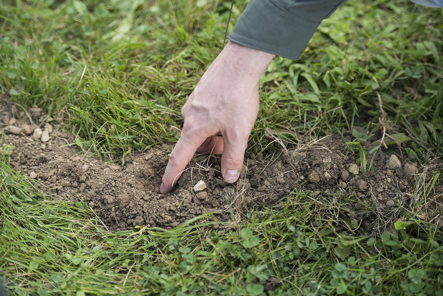 Tomcat Mole Killer(a) - Worm Bait - Includes 10 Worms per Box - Mimics ...