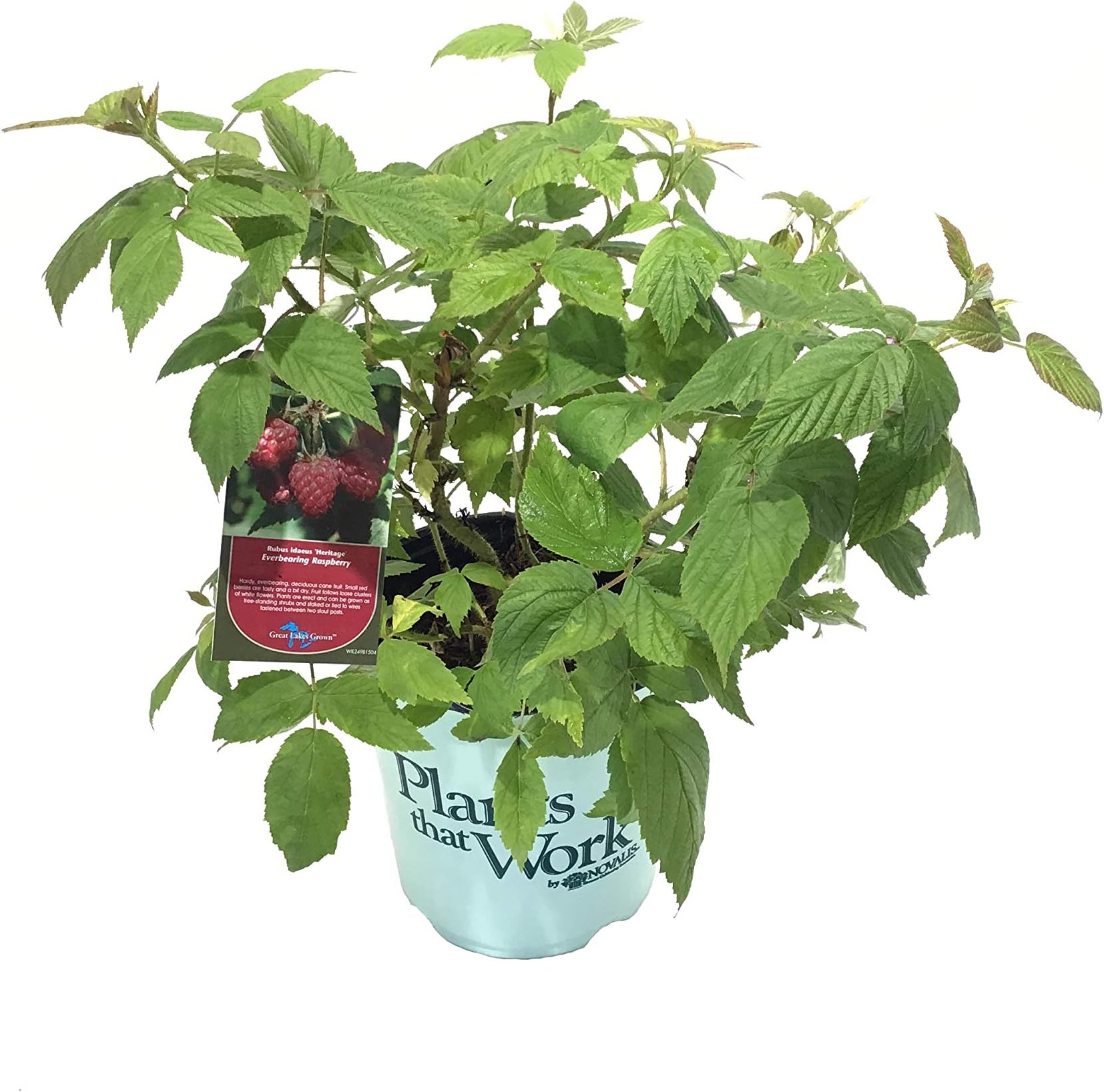 Amazon.com : Rubus Heritage - Ever-Bearing Raspberry Bush #1 : Patio ...