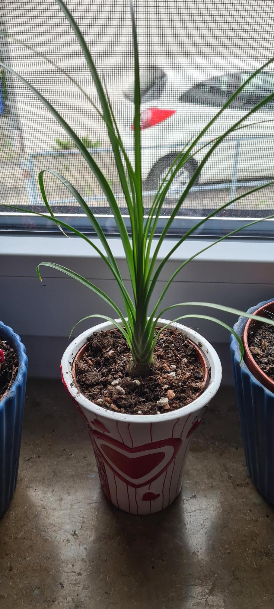 Elefantenfuß 50-70 cm Beaucarnea recurvata Flaschenbaum Wasserpalme ...