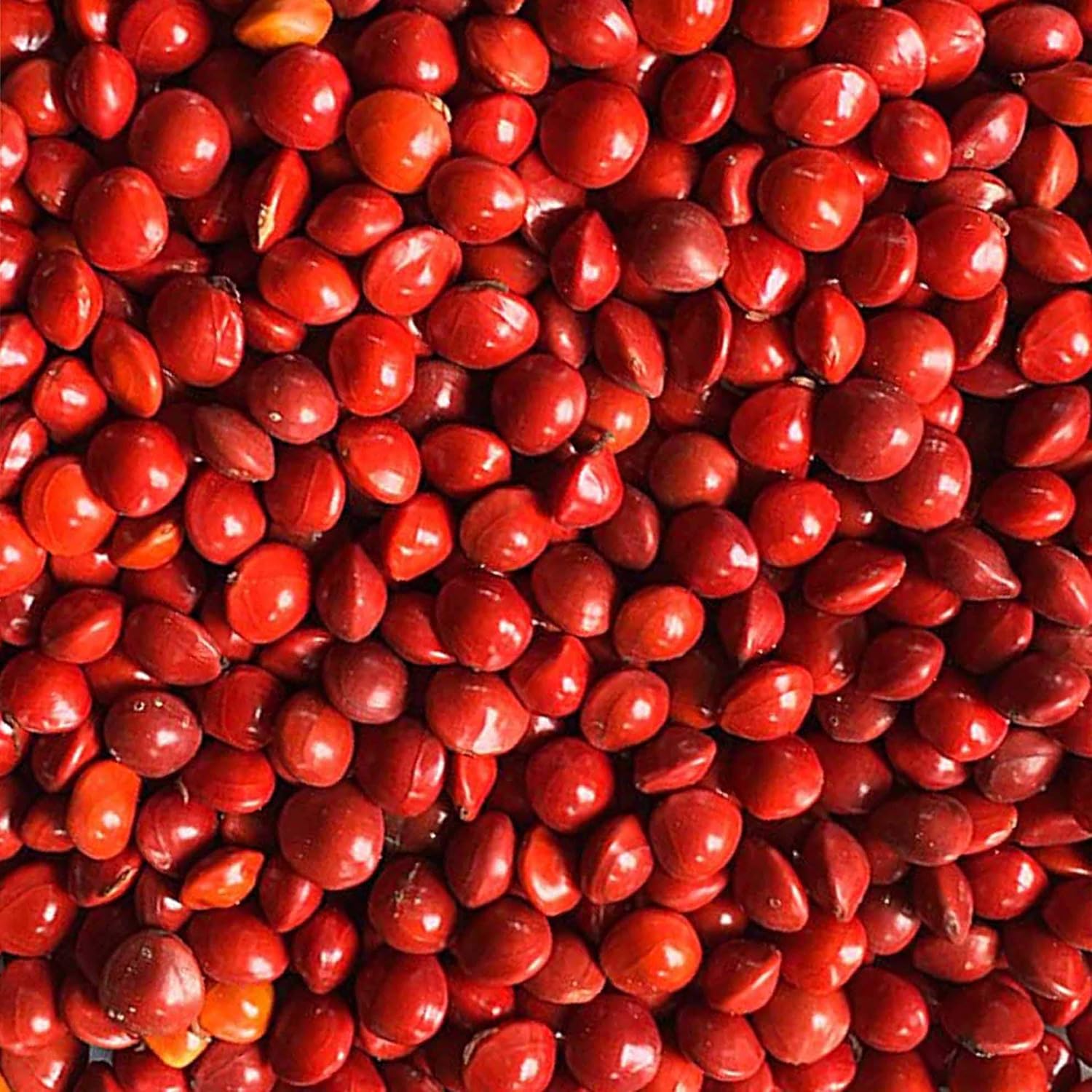 Antiques World Lucky Seeds VASTHU RED Lucky Seeds, MANJADI, AANAI ...