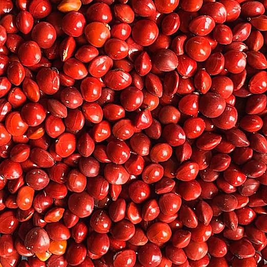 Antiques World Lucky Seeds VASTHU RED Lucky Seeds, MANJADI, AANAI ...