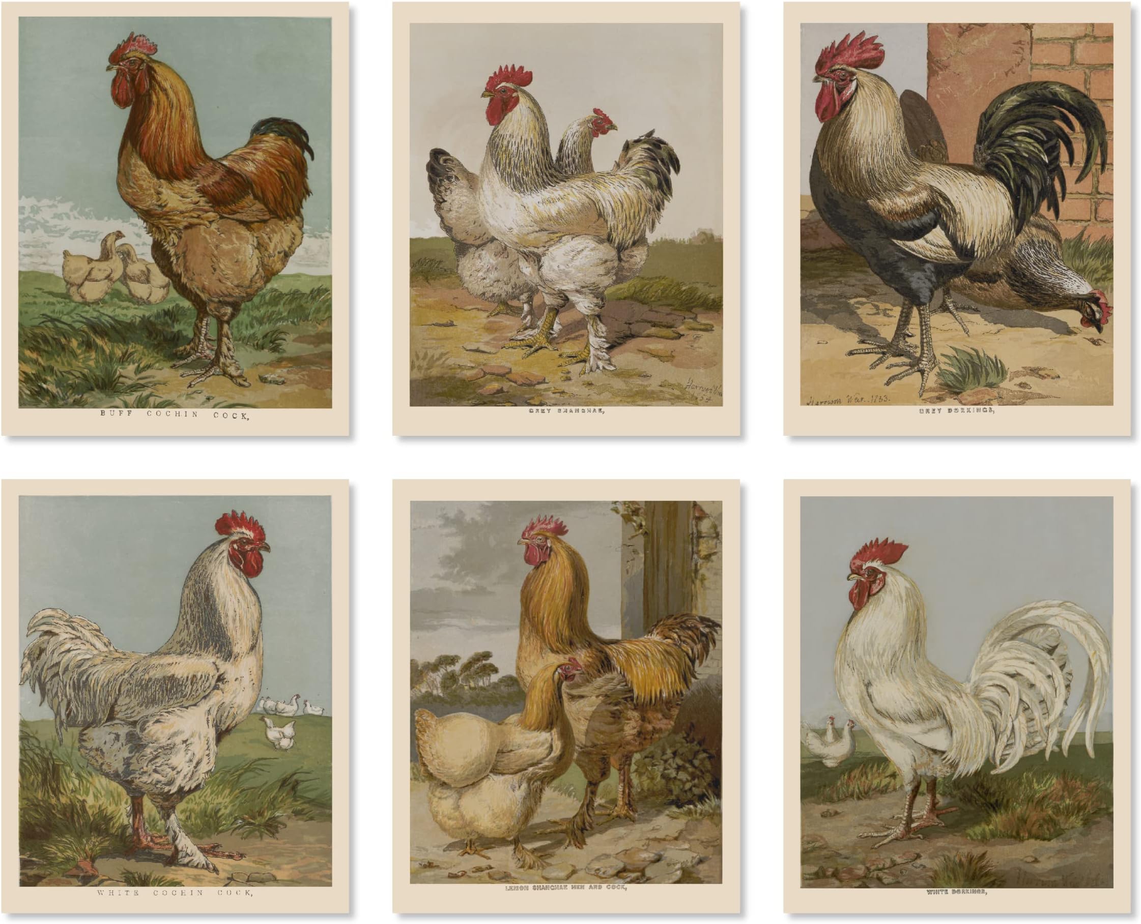 Amazon.com: Gango Editions 2 Popular Retro Rooster and Chicken Set ...