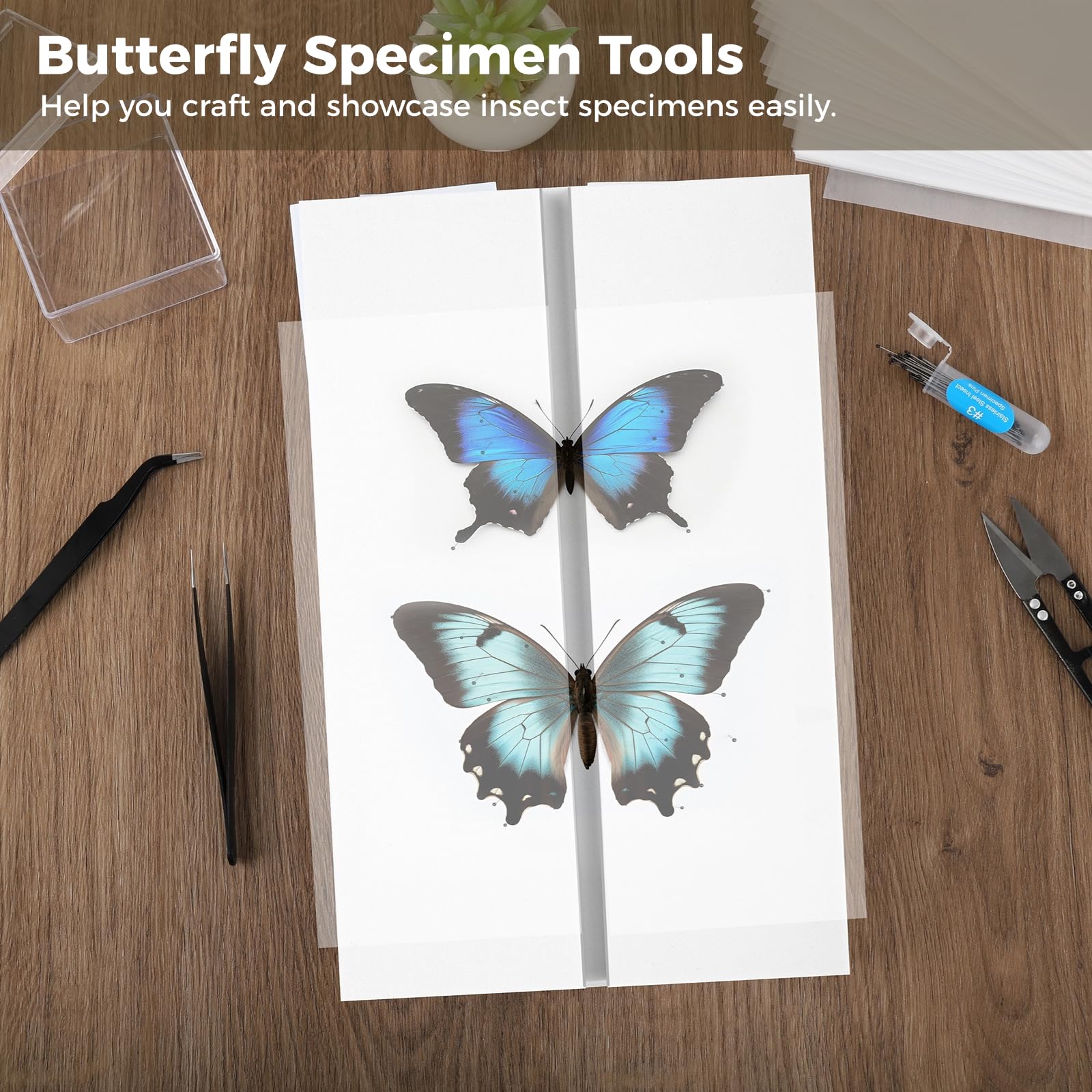 Snapklik.com : Insect Specimen Tools Kit, Butterfly Specimen Tools For ...