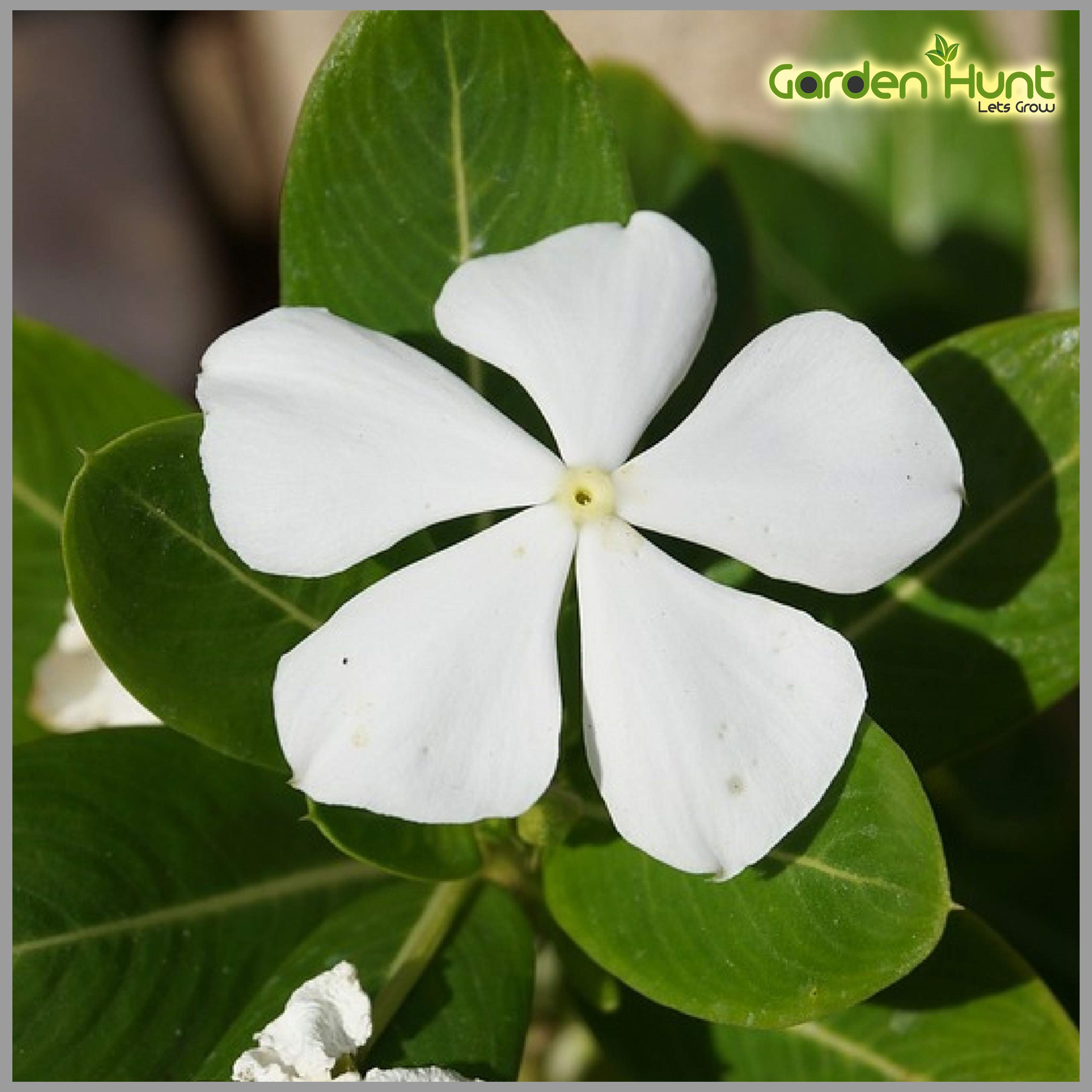 Vinca Rosea White White Vinca Rosea White Periwinkle Stock Photo