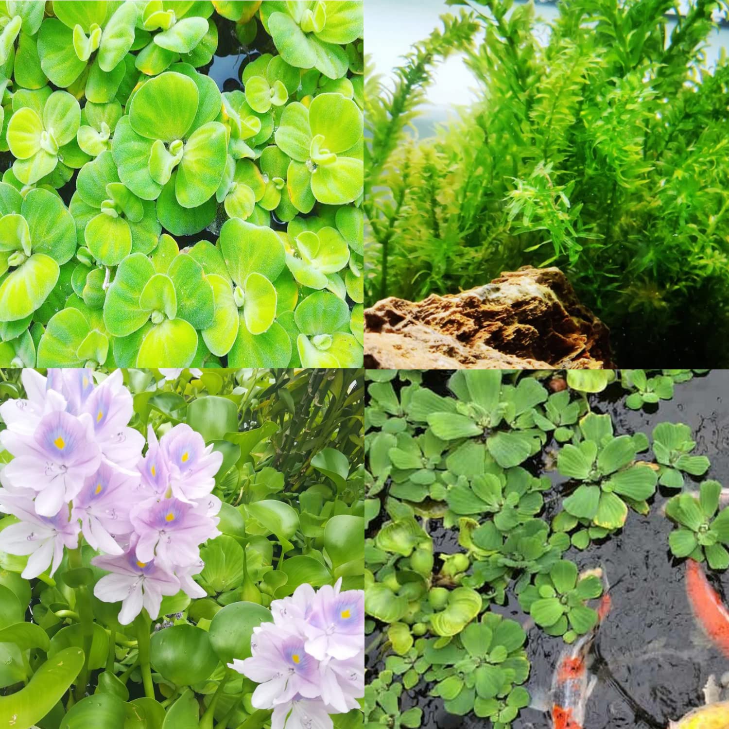 Floating Aquarium Plants Freshwater