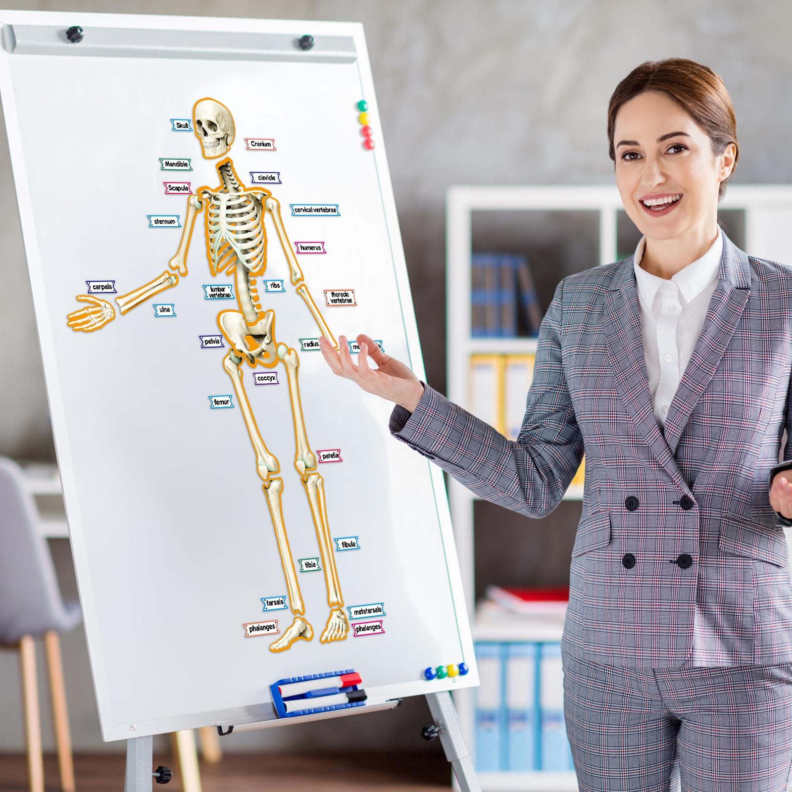 Snapklik.com : 55 Pcs Human Skeleton Poster 32 Inch Human Body Magnetic ...