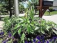 High Caliper Growing, inc. Smart Pots Big Bag Bed Fabric Raised ...