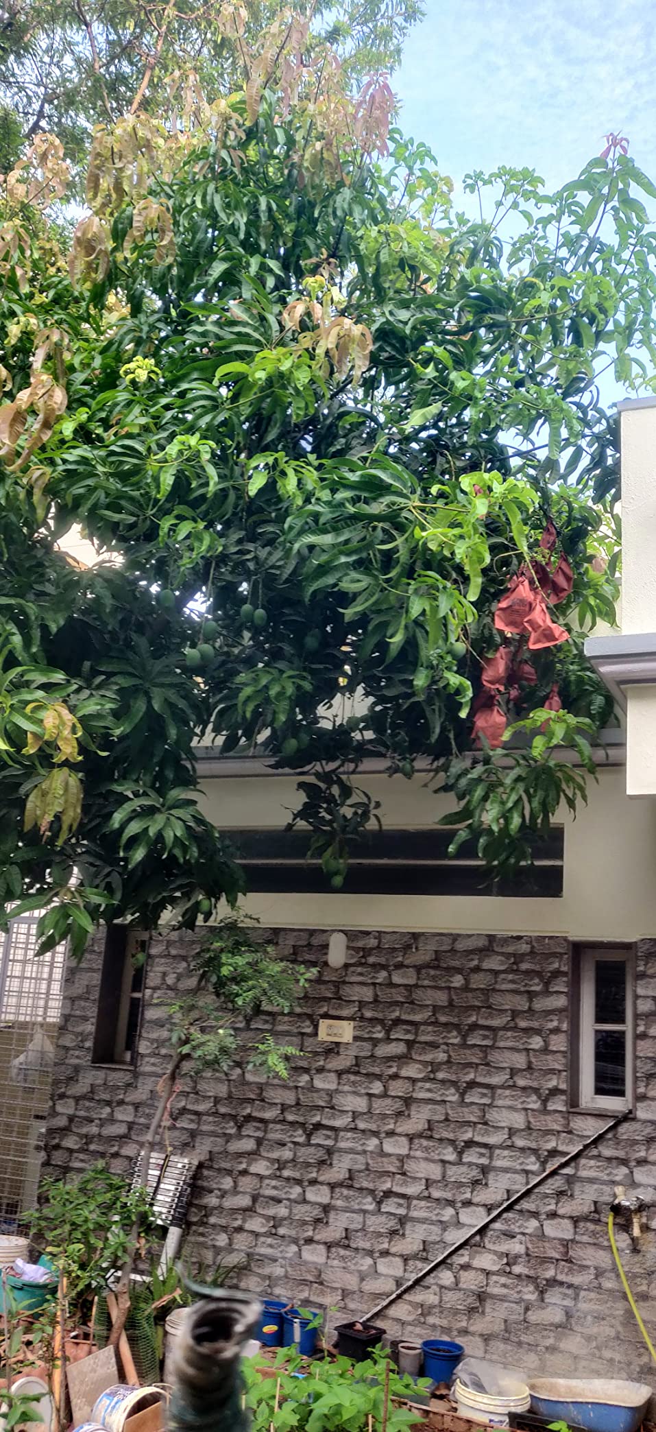 Fruit Tech' Mango Protection/Growth Covers And Bags (Yellow) 17X20Cm ...