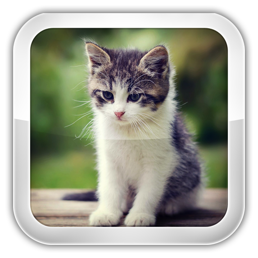 Cat Games - App on Amazon Appstore