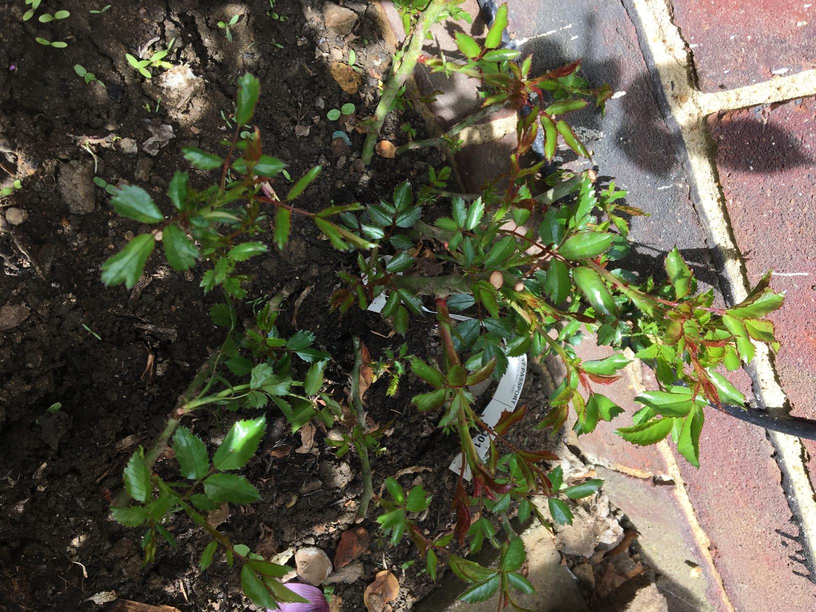 Climbing Rose 'Rambling Rosie' Bare Root : Amazon.co.uk: Garden