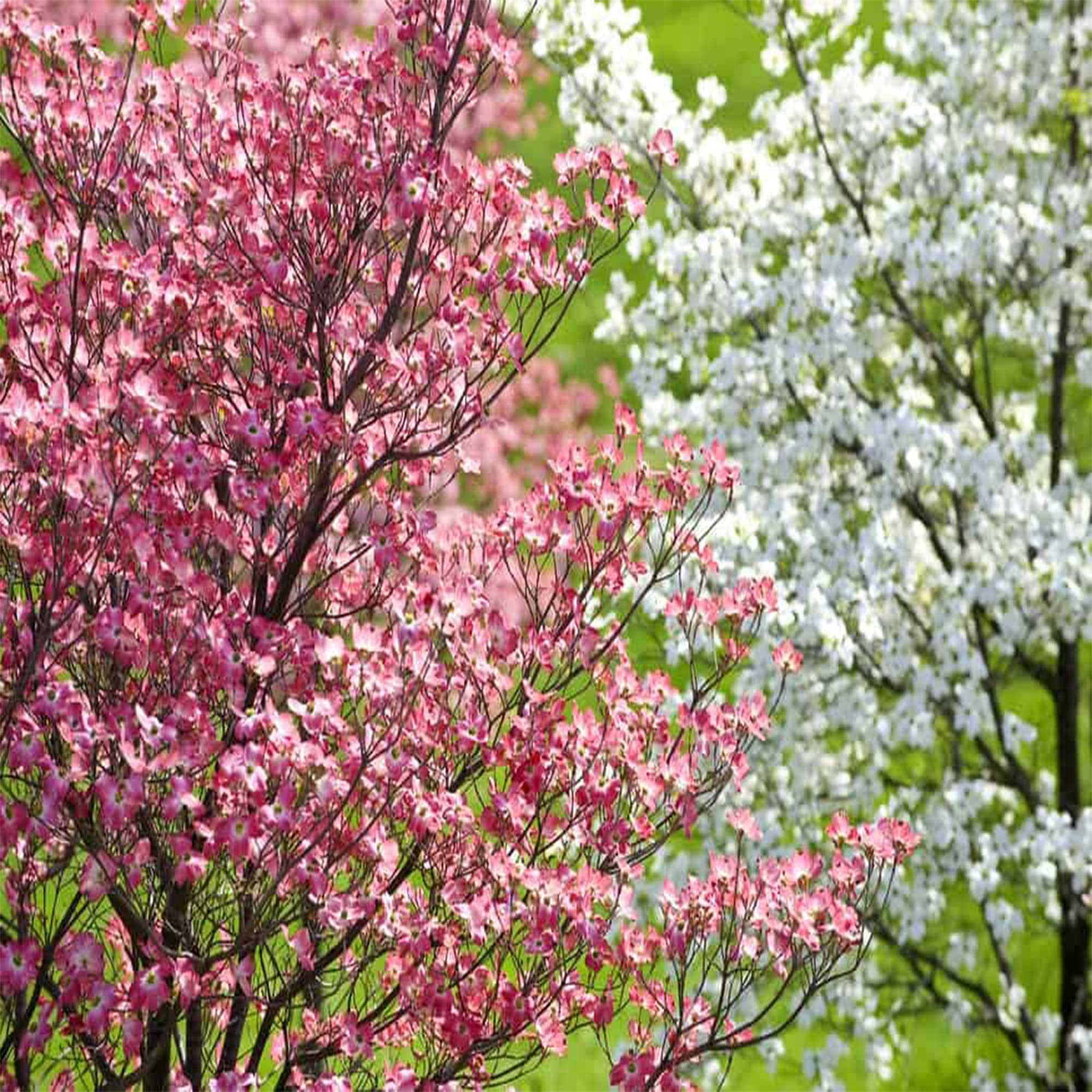 Pink Dogwood Trees