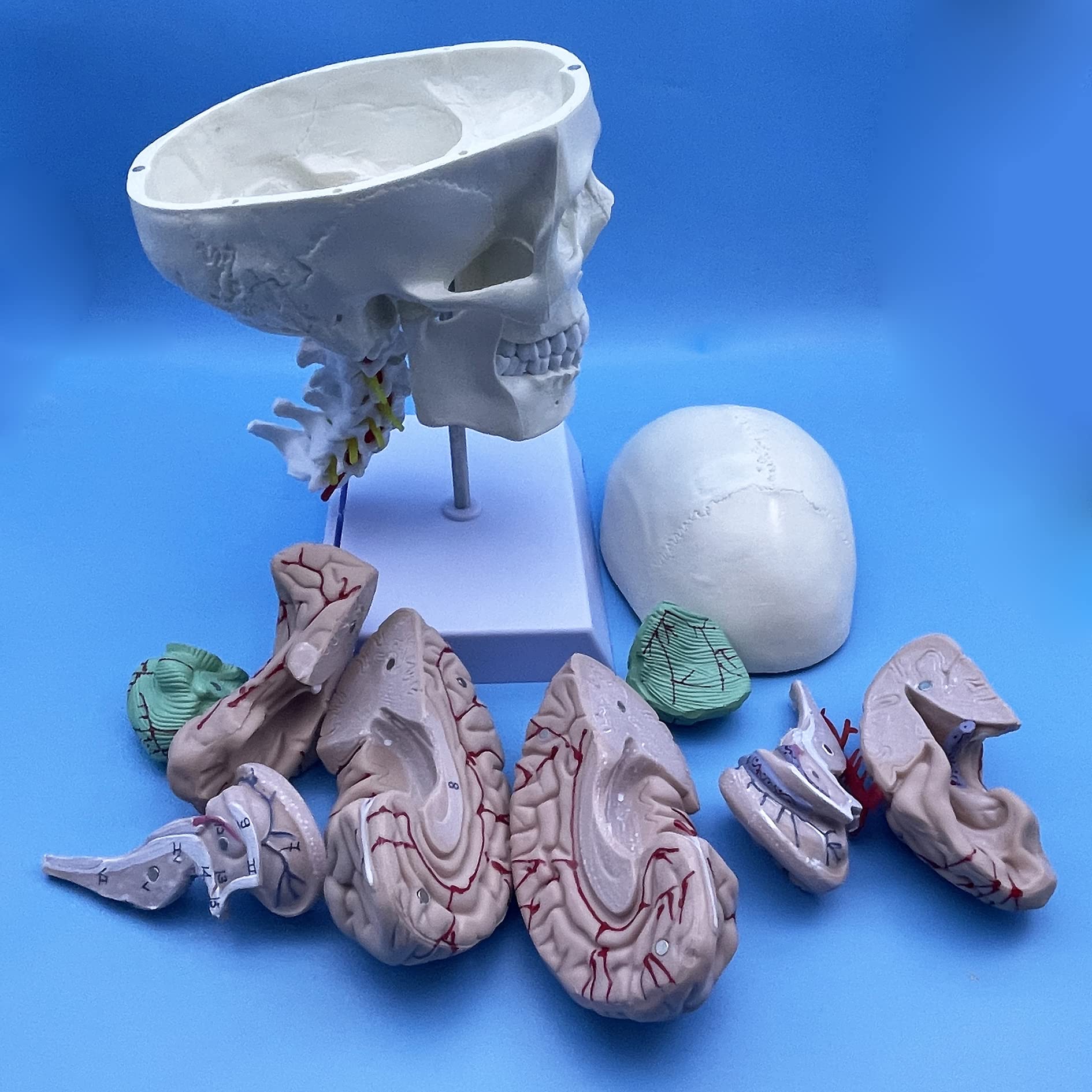 Snapklik.com : Human Skull And Brain