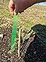 Amazon.com : Spring Blast Blue Spruce - New Growth is Bright Cream 1 ...