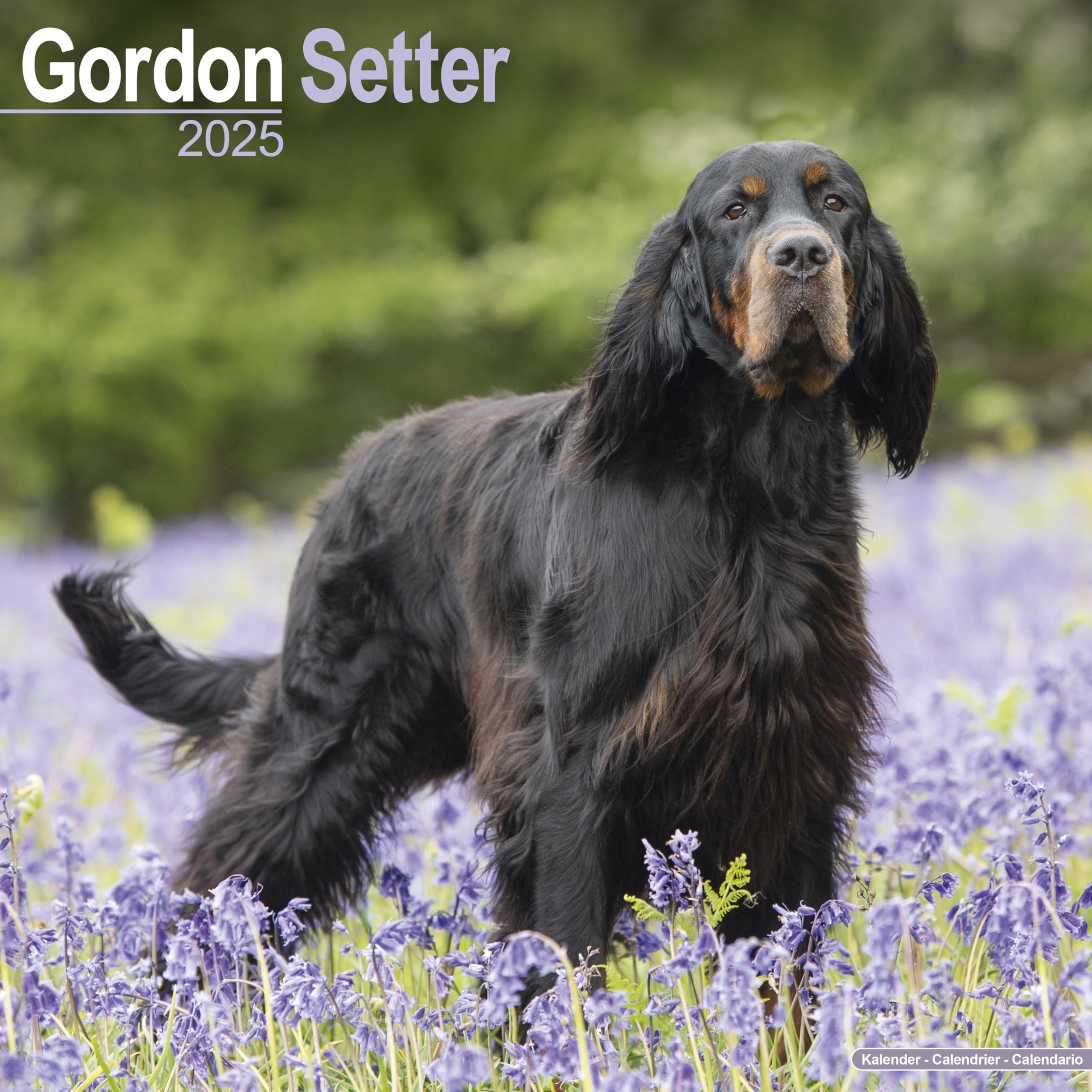 Gordon Setter 2025 Square Wall Calendar | Dog Breed Calendar : Avonside ...