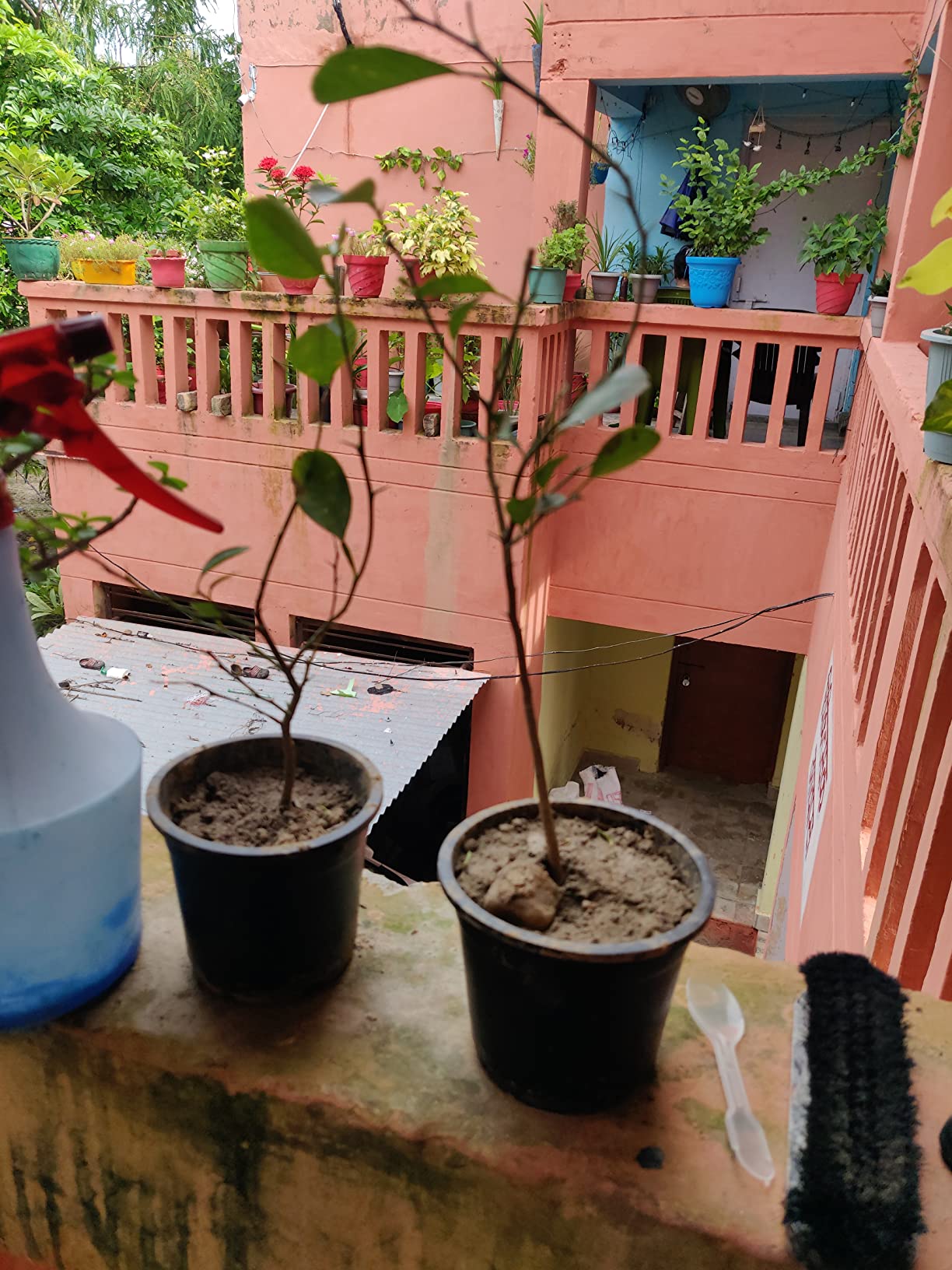 Plants Villa Live Variegated Orange Eranthemum Plant With Pot - Indoor ...