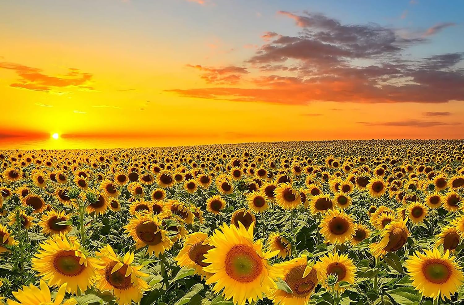 Sunflowers Sunrise