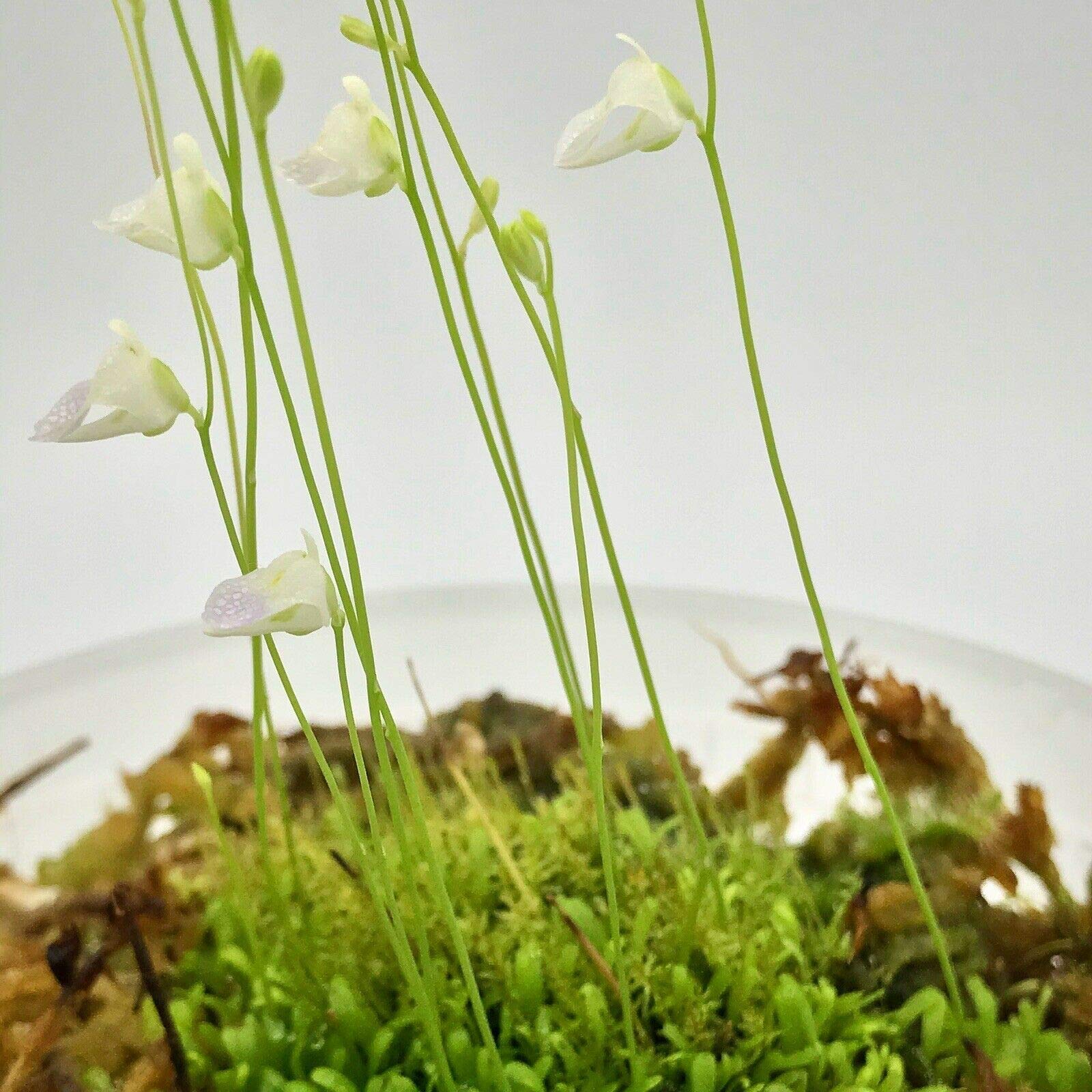 Utricularia Livida