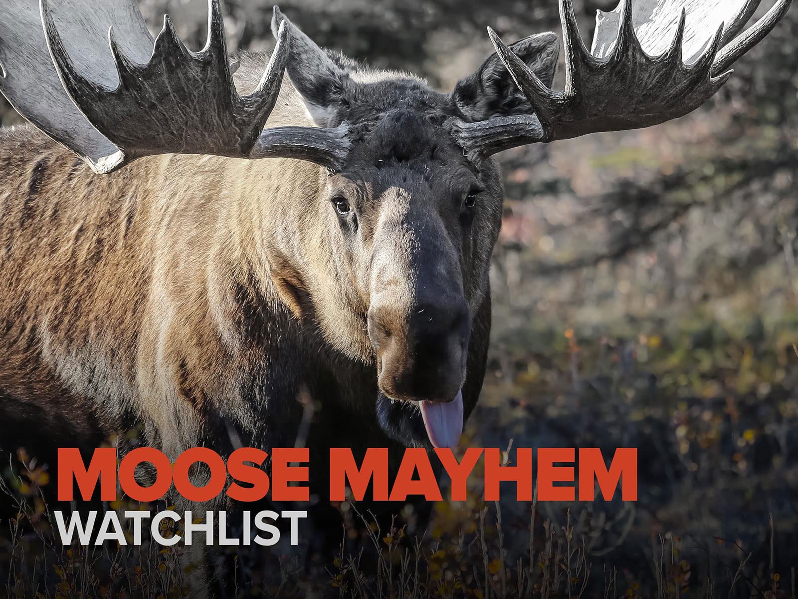 Watch Moose Mayhem Watchlist - Season 1 | Prime Video