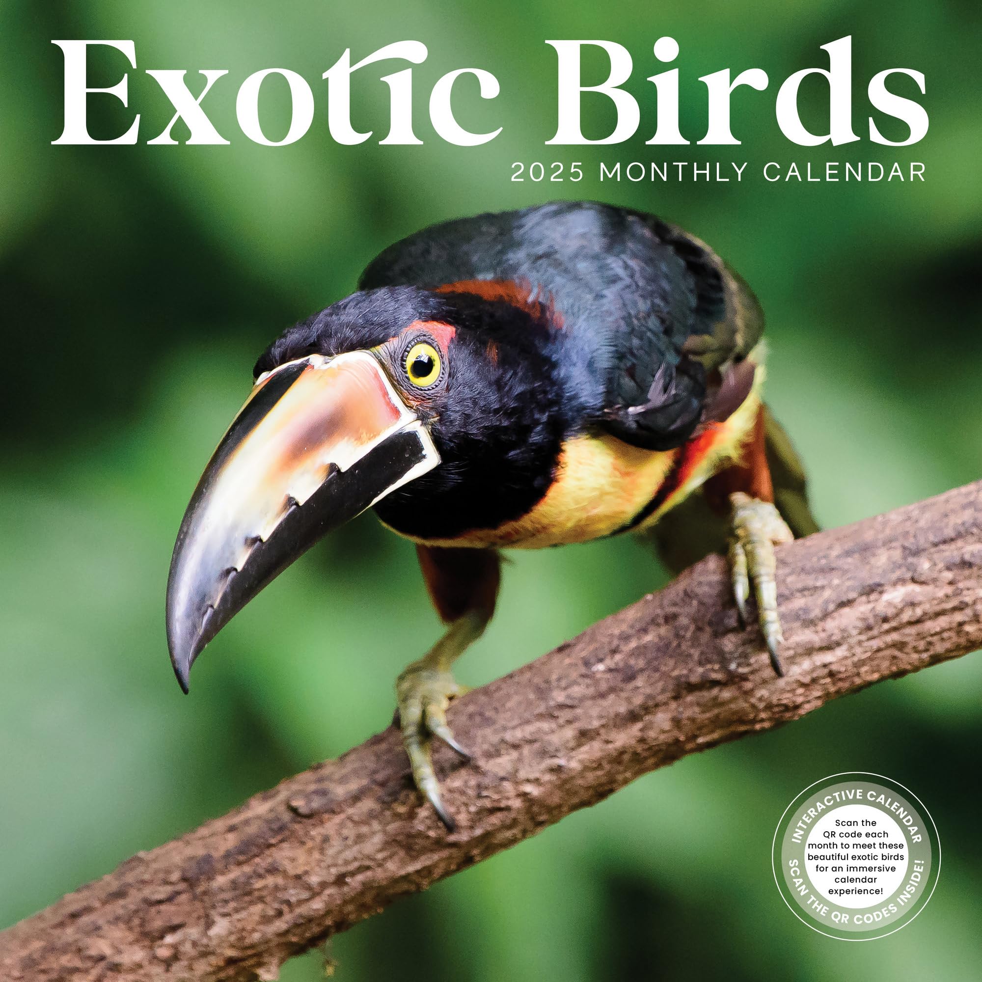 Amazon.com: Exotic Birds Calendar 2025 | 12” x 24” Wall Calendar 12 ...
