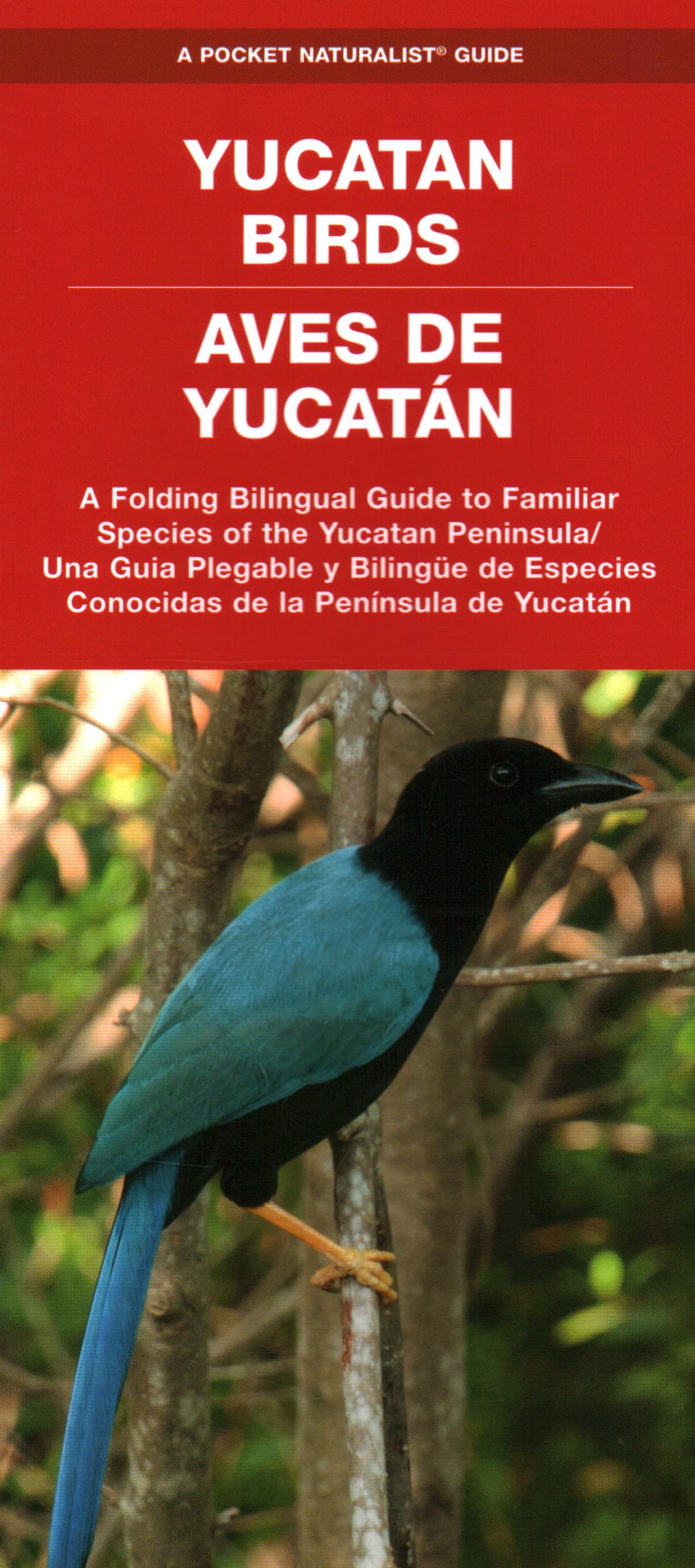 Yucatan Birds/Aves de Yucatan: A Folding Pocket Guide to Familiar ...