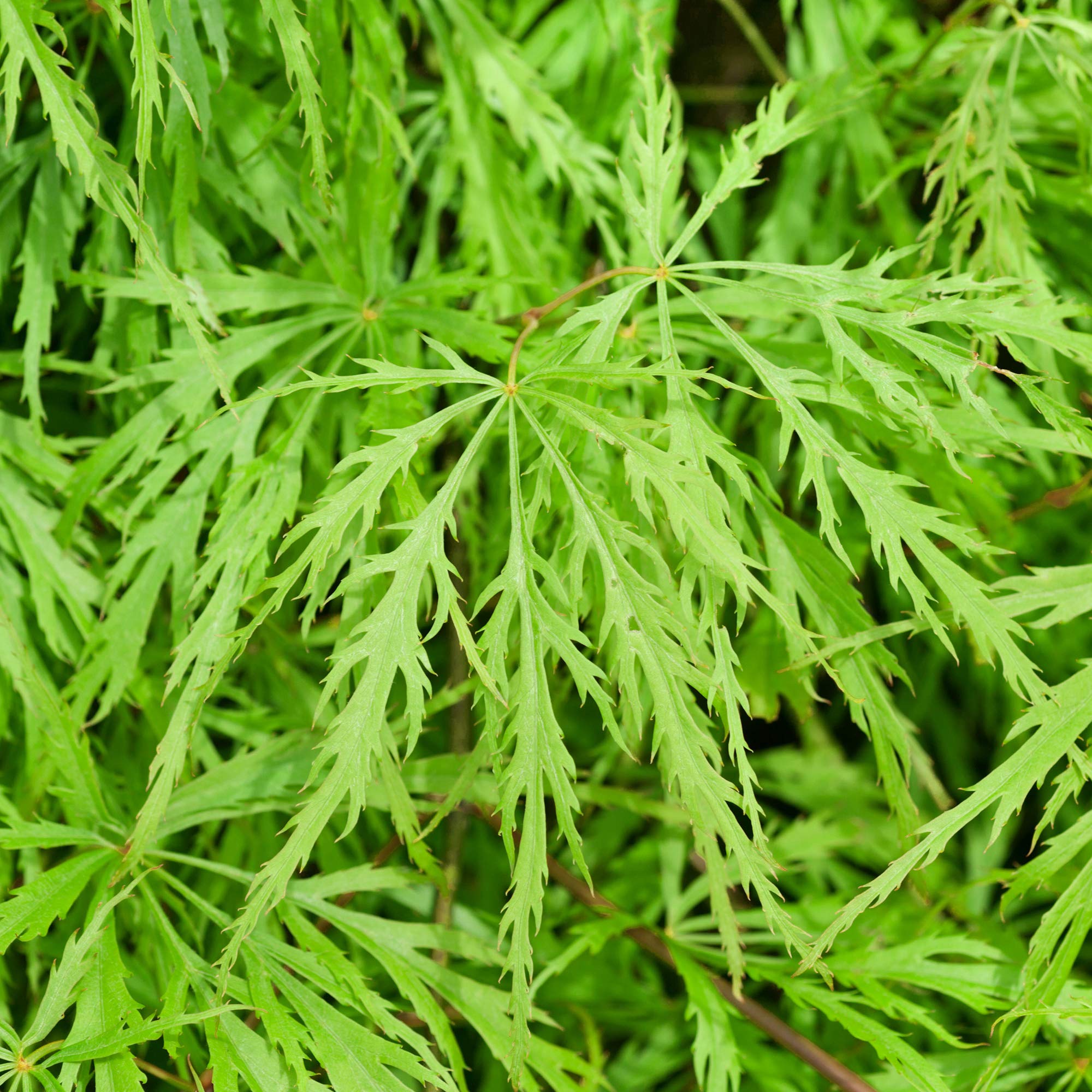 Buy Acer palmatum 'Dissectum' | Japanese le Deciduous Potted Trees for ...