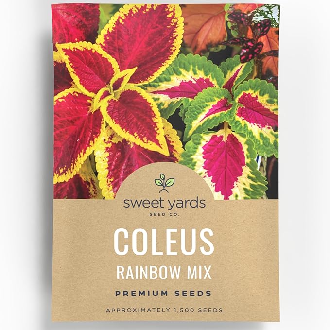 Amazon.com : Coleus Rainbox Mix - Large 500mg Envelope - 1,500 Flower ...