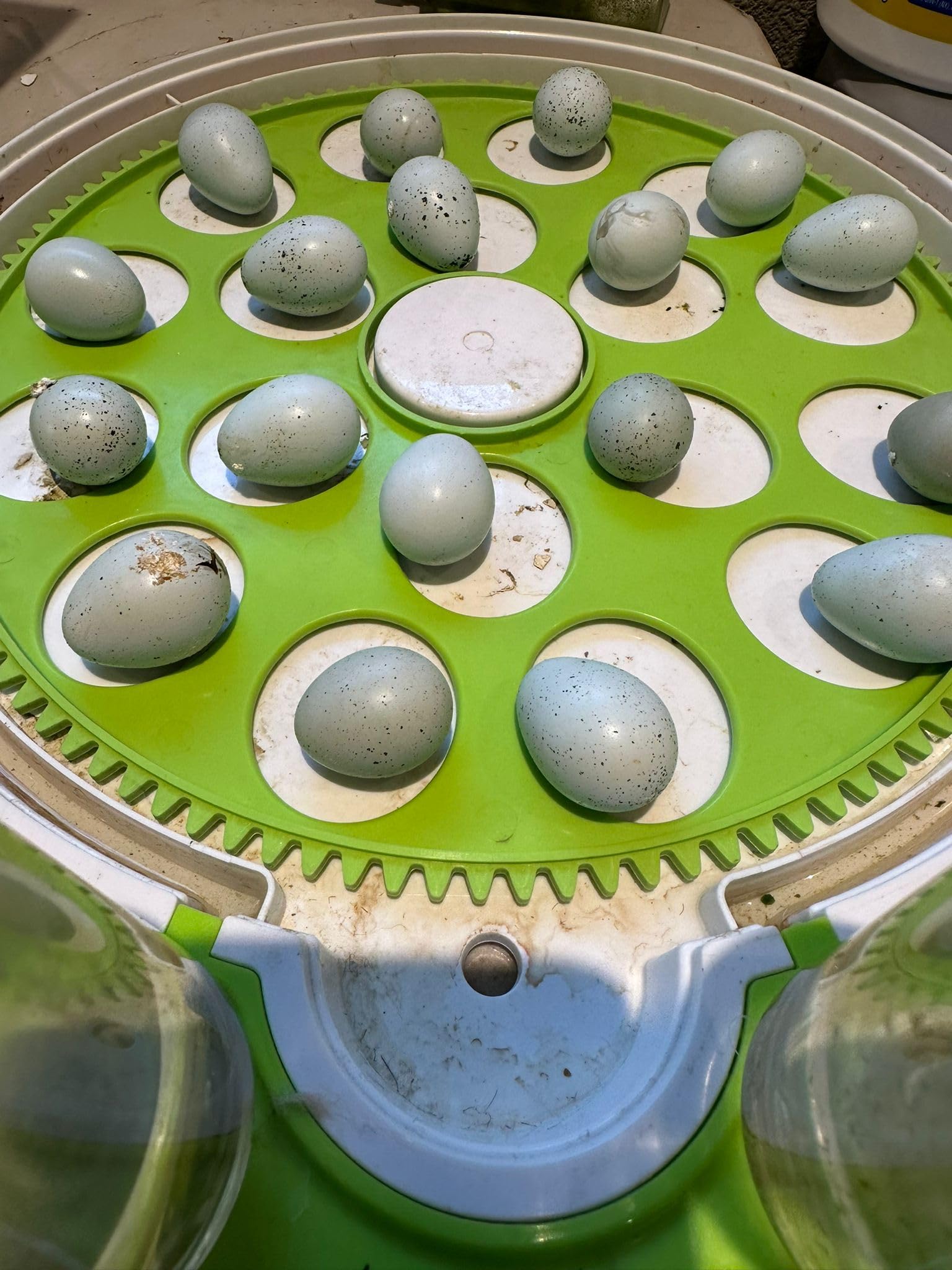 Amazon.com : Hatching Quail eggs from Celadon Quail - blue eggs NPIP and AI clean #335 Fed ...