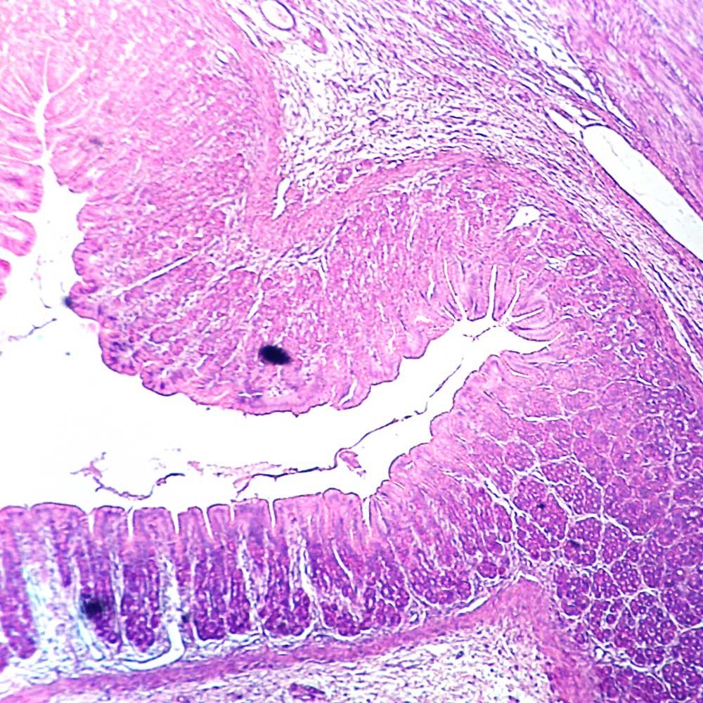 Labeled Stomach Slide