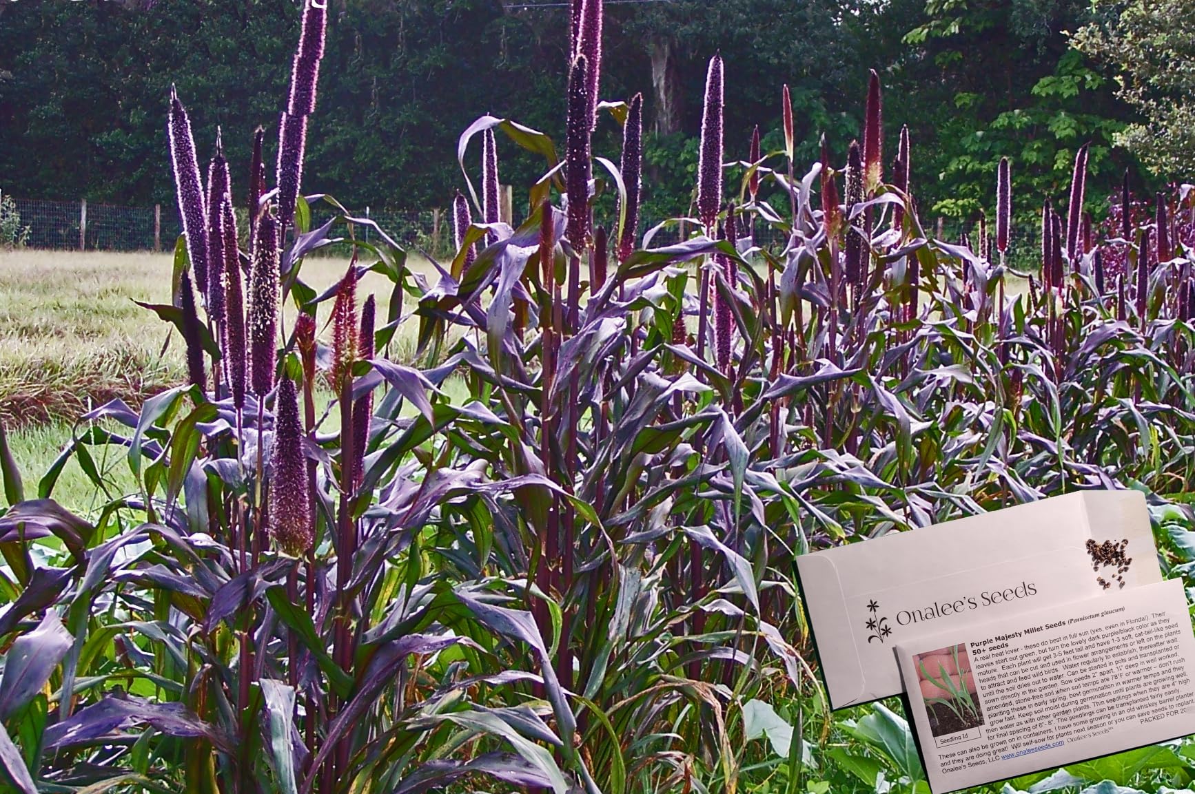 Buy Onalee's Purple Majesty Millet/Black Ornamental Grass, Pennisetum ...