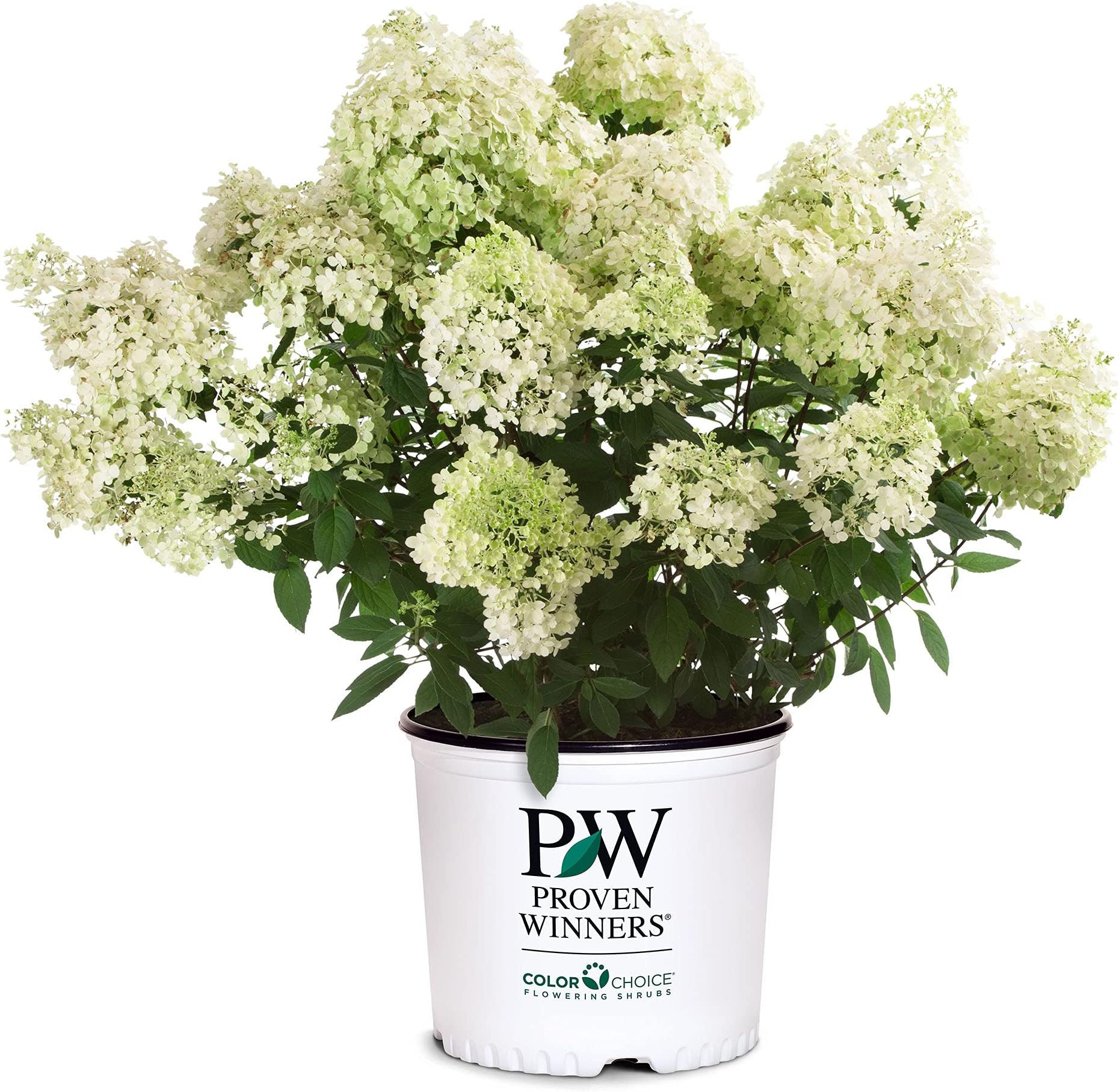 Amazon.com : Proven Winners HYDPRC1216101 Little Lime Punch Panicle ...
