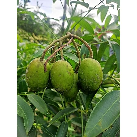 Thai Hog Plum Tree All Time, Amra Plant Original Variety : Amazon.in ...