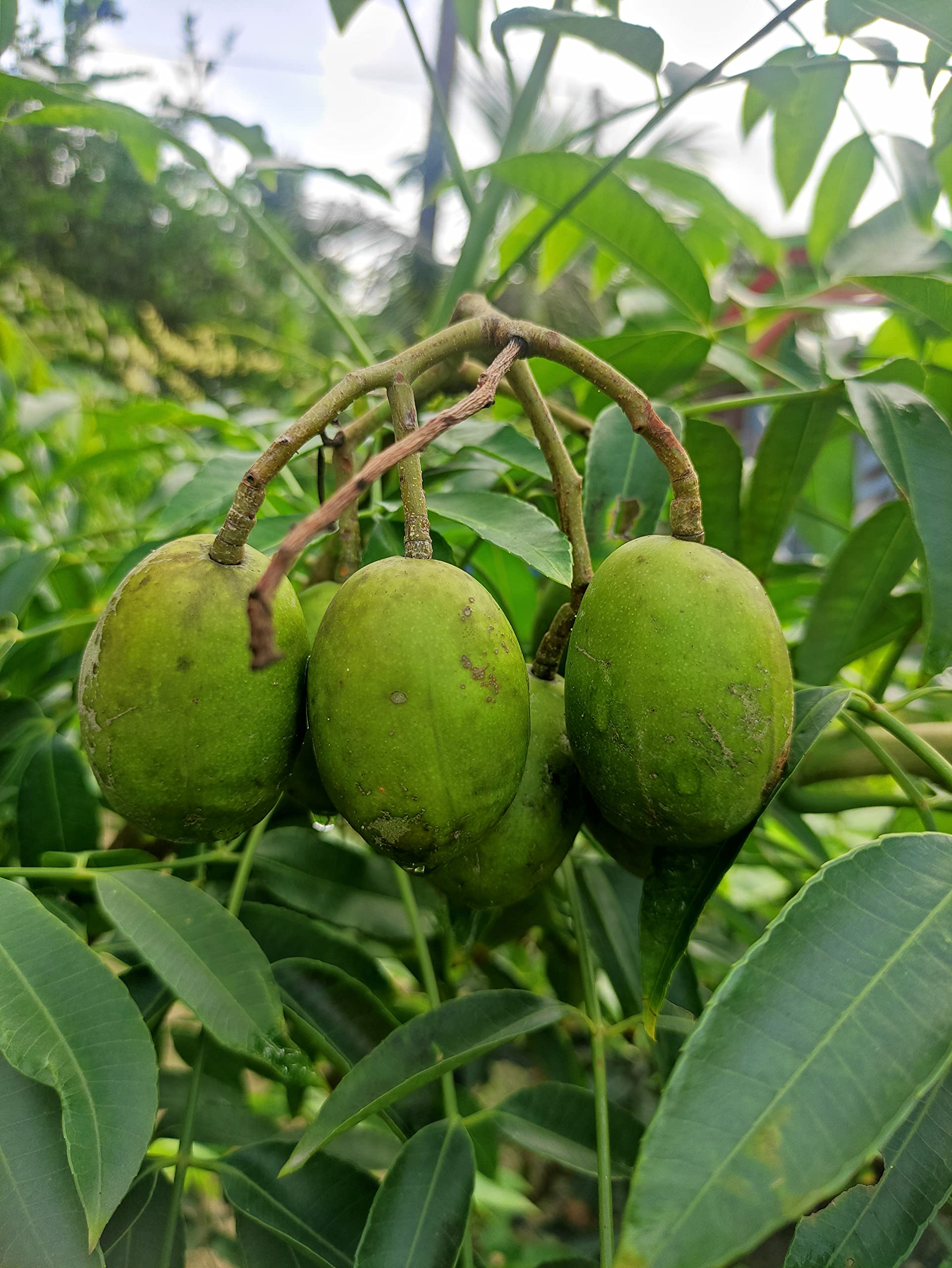 Hog Plum