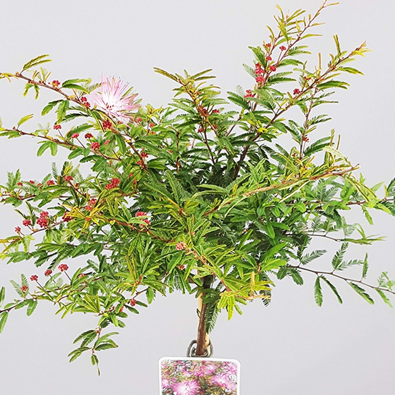 Buy Calliandra Dixie Pink Tree | Powder Puff Potted Trees for Small ...