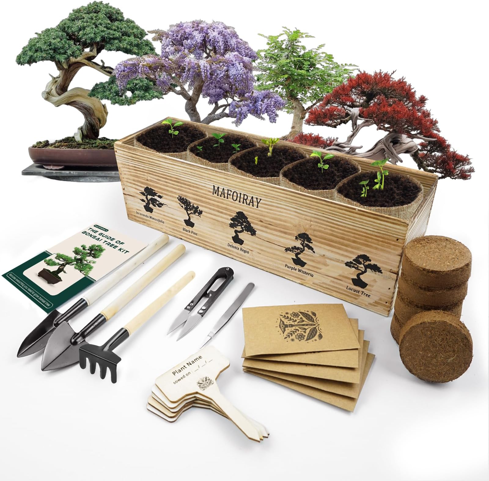 Amazon.com : Bonsai Tree Kit, 5 X Unique Japanese Bonsai Trees, Include ...