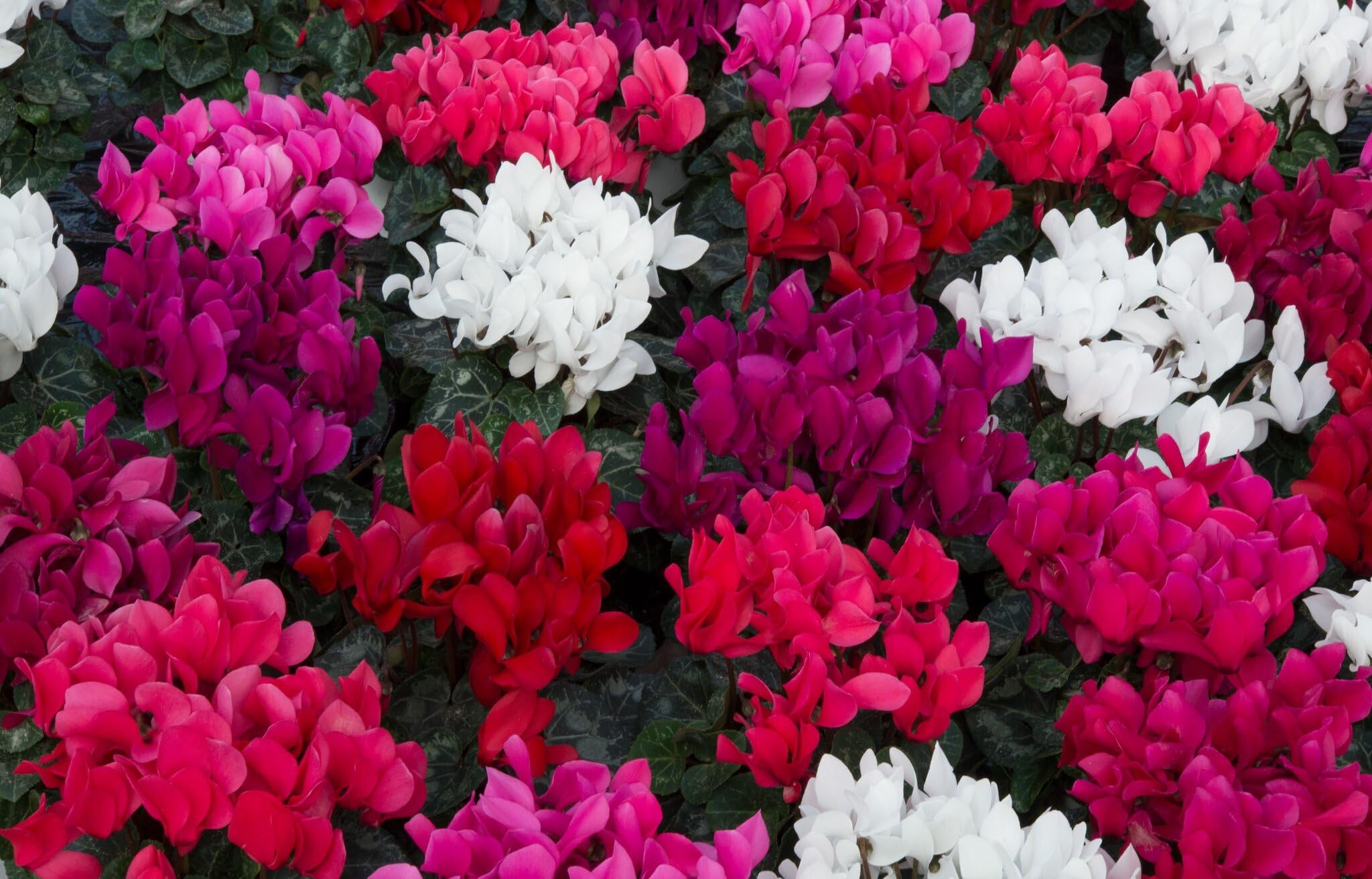 Cyclamen Plants, Pack of 4 Garden Ready Mixed Colour, Winter Flowering ...