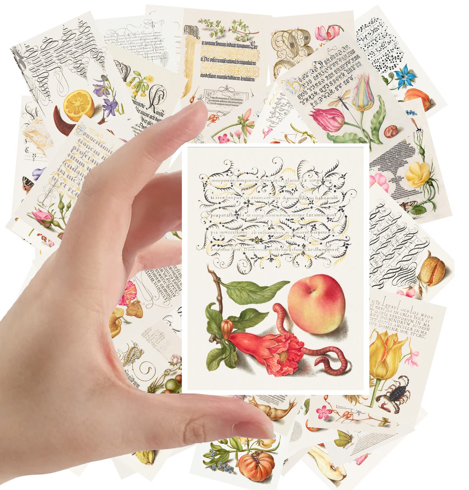 Amazon.com: Large Stickers 24 pcs (2.5"x3.5" Each) Antique Calligraphy ...