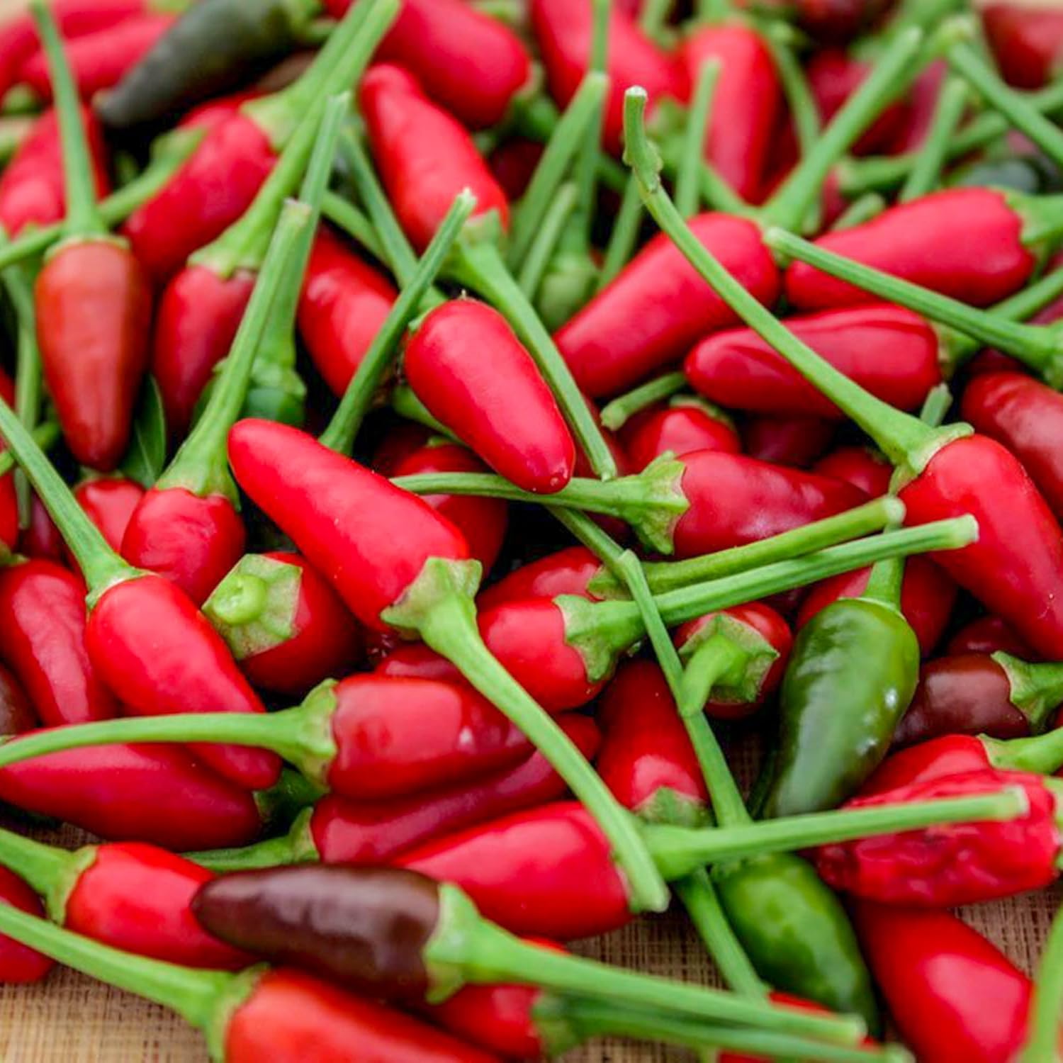 Amazon.com : 100 Thai Bird's Eye Chili Peppers Seeds Prolific Perennial ...