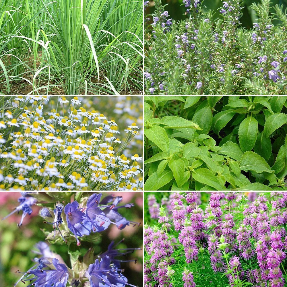 Amazon.com : Herbal Tea Garden Seed Collection - 6 Varieties of Rare ...