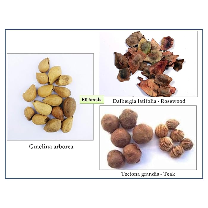 Buy RK Seeds- Tree seeds Teak Wood Seeds (Tectona Grandis) sagwan seeds ...