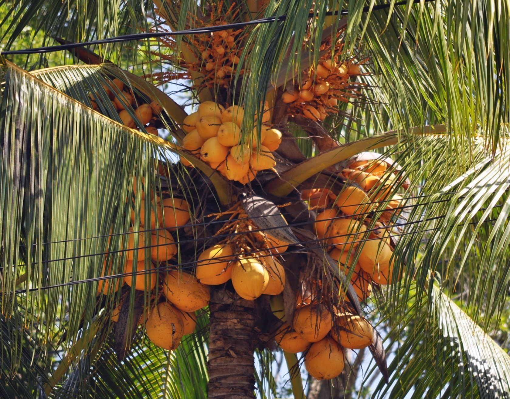 Eroanvia Chowghat Orange Dwarf Coconut Seedling Coconut Tree Plant ...