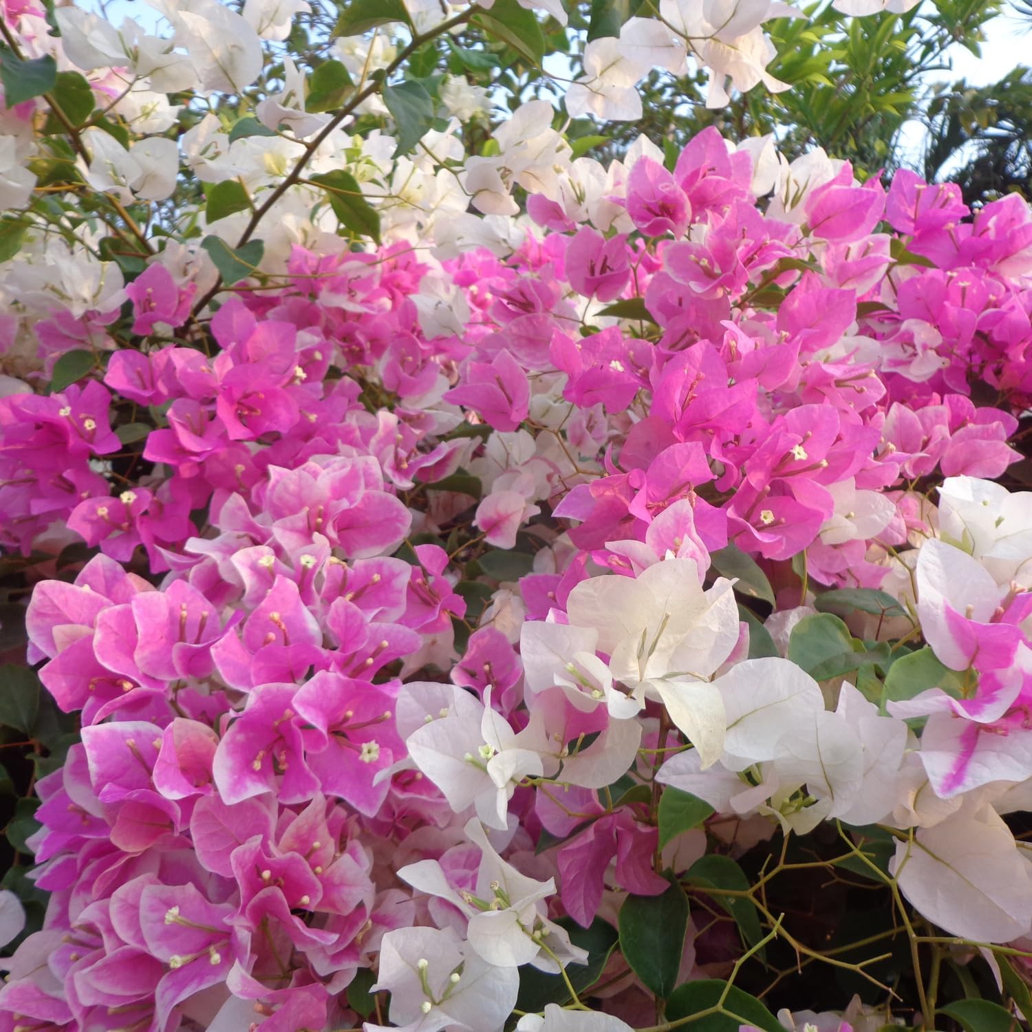 Bougainvillea Plants - Pack 2 Bougainvillea Philippines | Ubuy