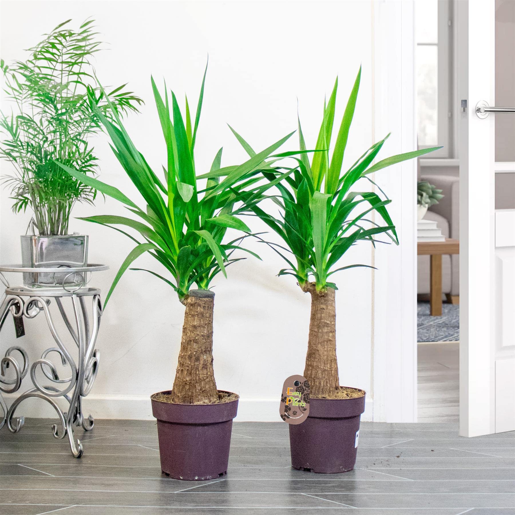 Yucca Guatemalensis Maya Tree Photo Custers Plants