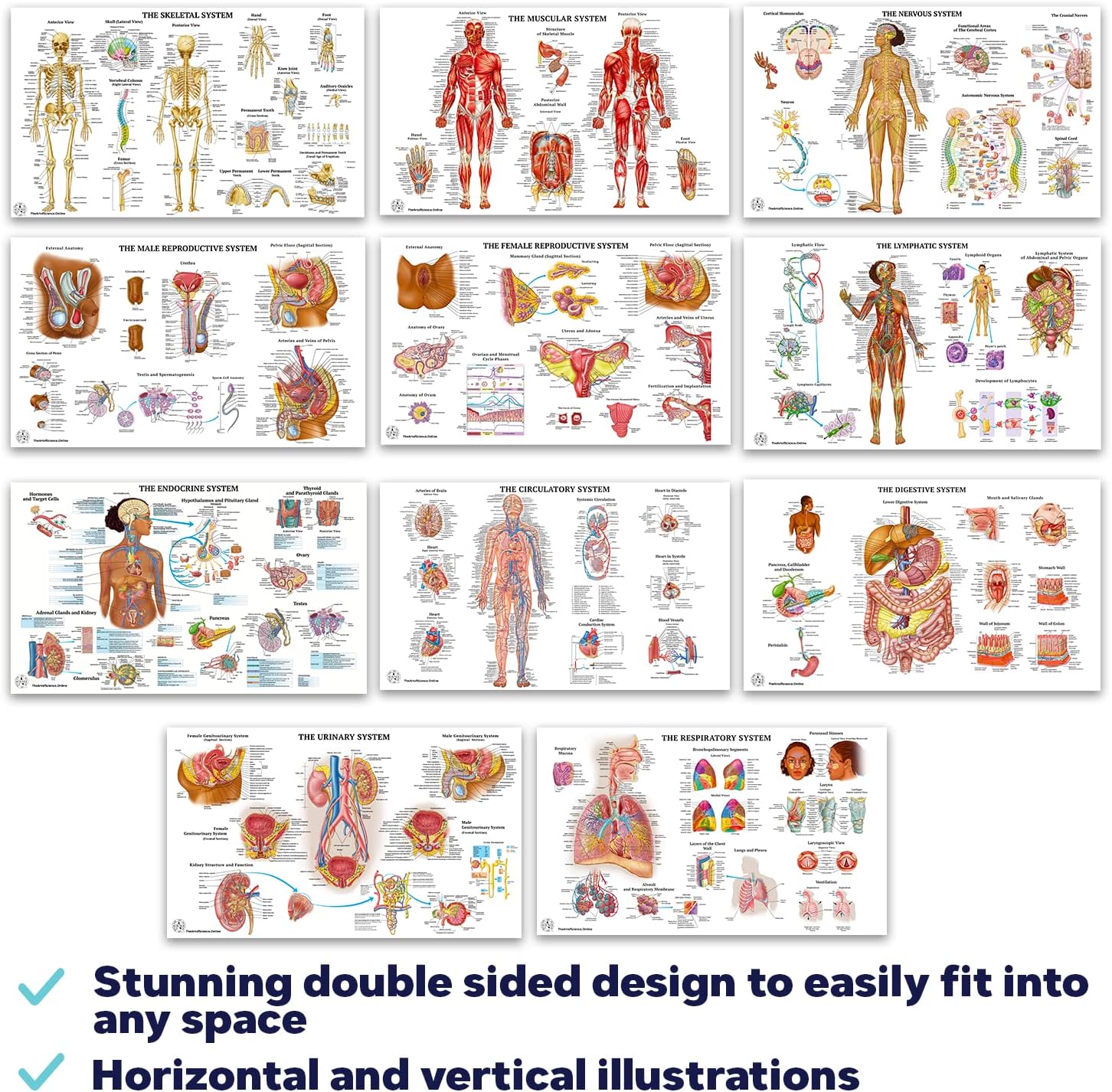 Set of 11 Human Anatomy Posters - Educational Medical Charts for ...