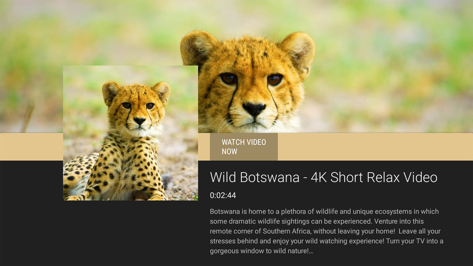 Calm Wildlife TV - Wild animals videos in 4K UHD - App on Amazon Appstore