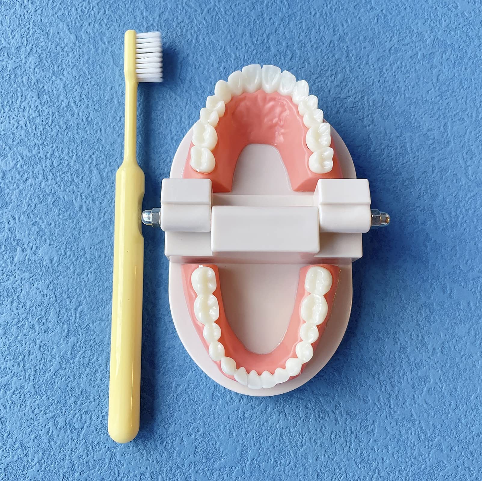Modelo de dientes estándar, Y...B0778WJ9X1 | Encarguelo.com